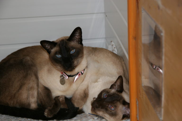 You're squashing me - Errington Lodge